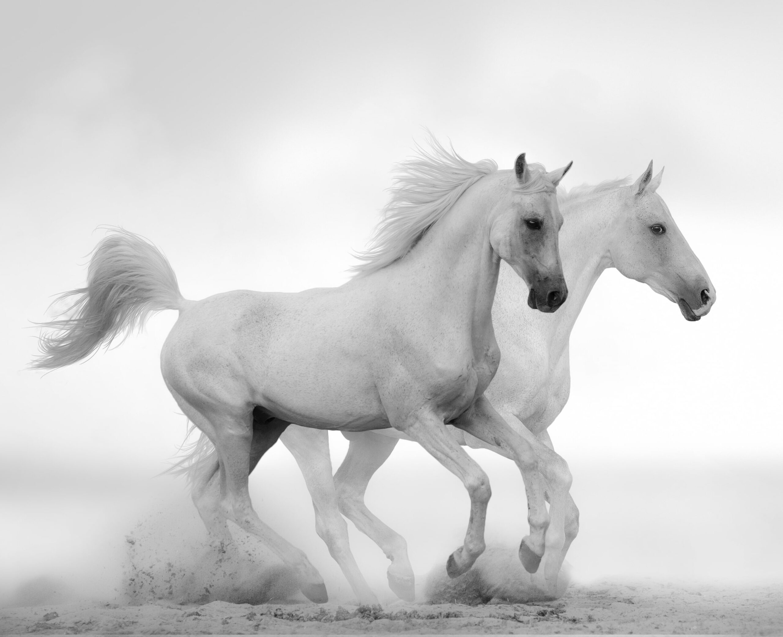 Centres équestres équitation et élevages de chevaux